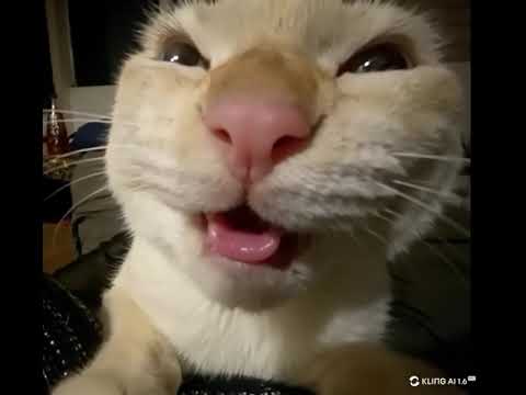 Muhehehehe #meme #cat - YouTube