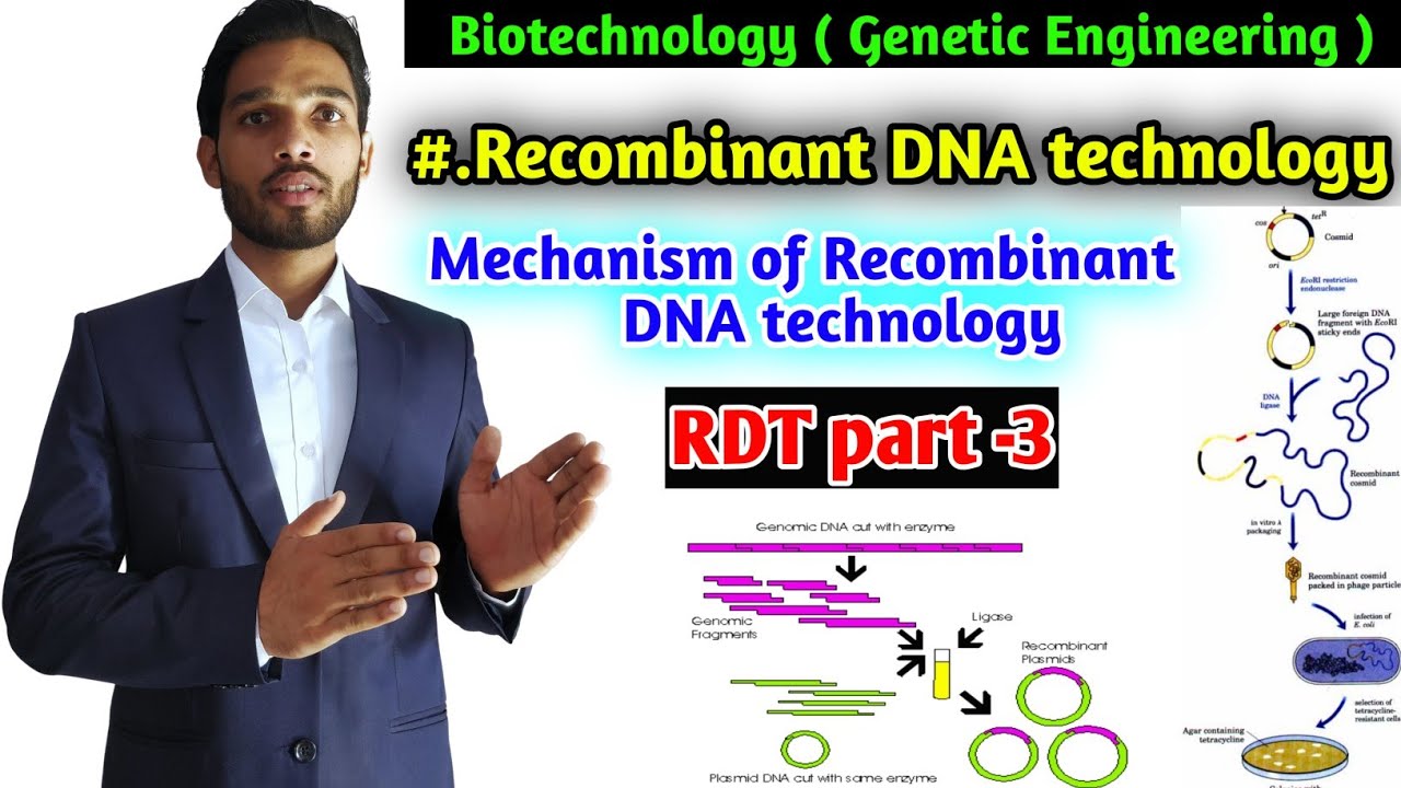 Mechanism of Recombinant DNA technology ||process of recombinant DNA ...