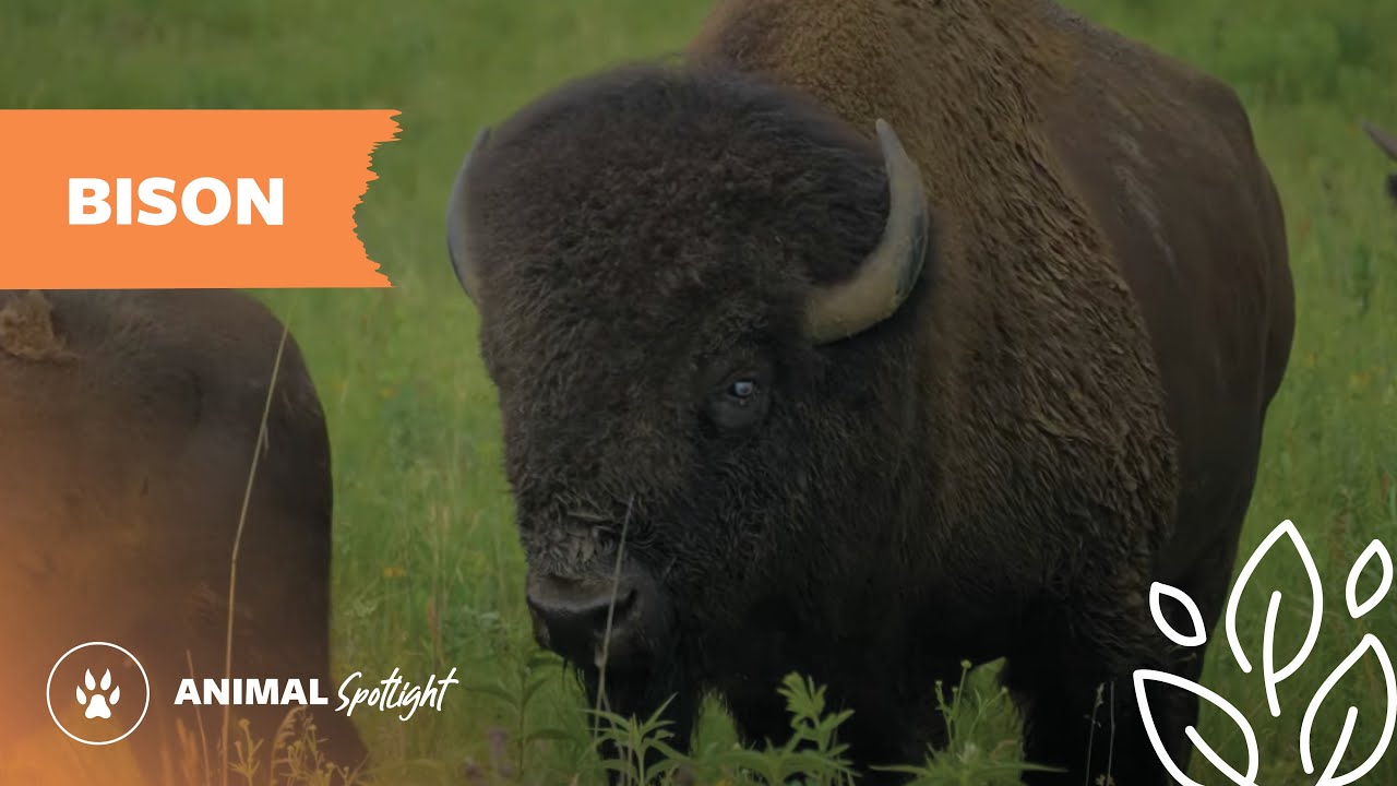 National Bison Day | Mutual of Omaha's Wild Kingdom - YouTube