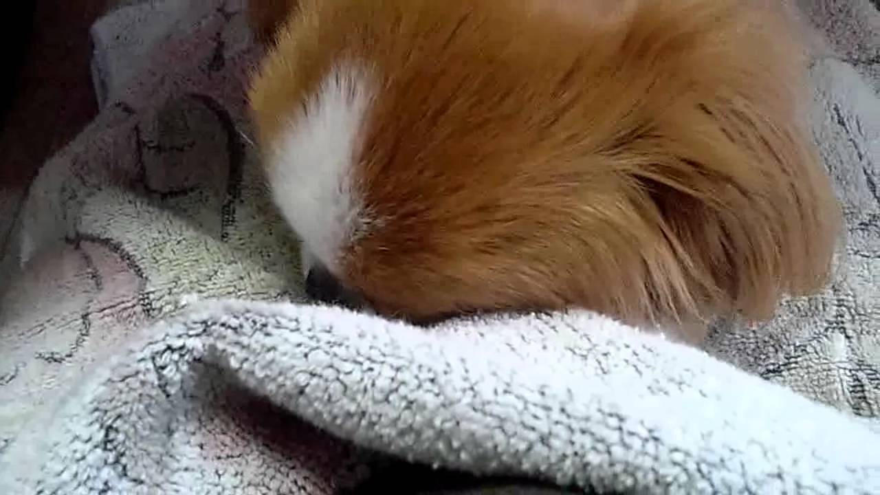 Koume Chewing Towel Part1 - YouTube