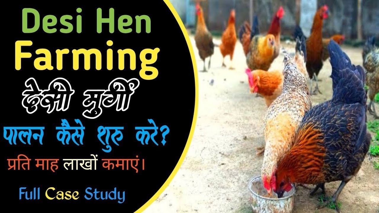 Free Range Desi Hen Farm. Information in full Details. #poultryfarming ...