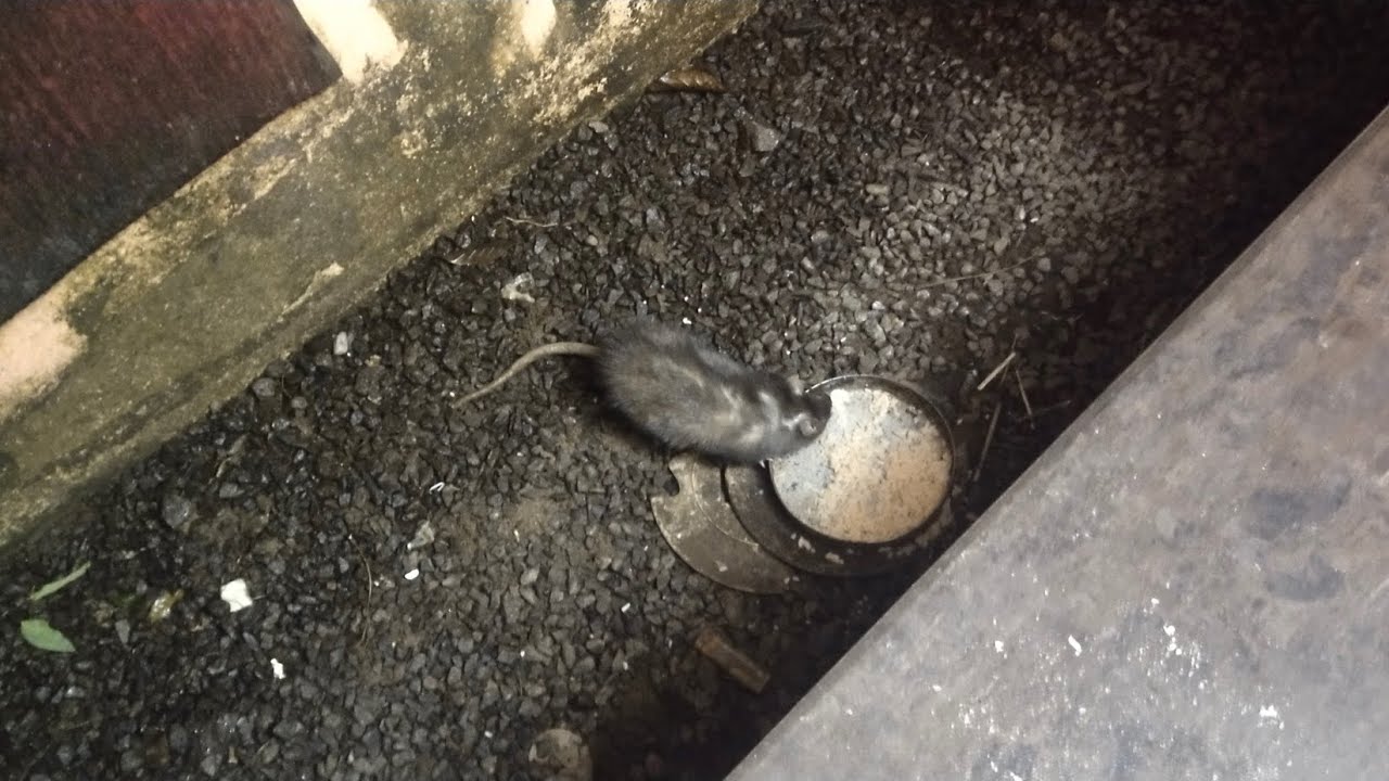 my rat eating rice 🌾 adamseravlogs - YouTube