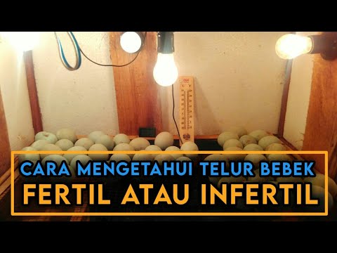 CARA MENGETAHUI TELUR FERTIL DAN INFERTIL - YouTube