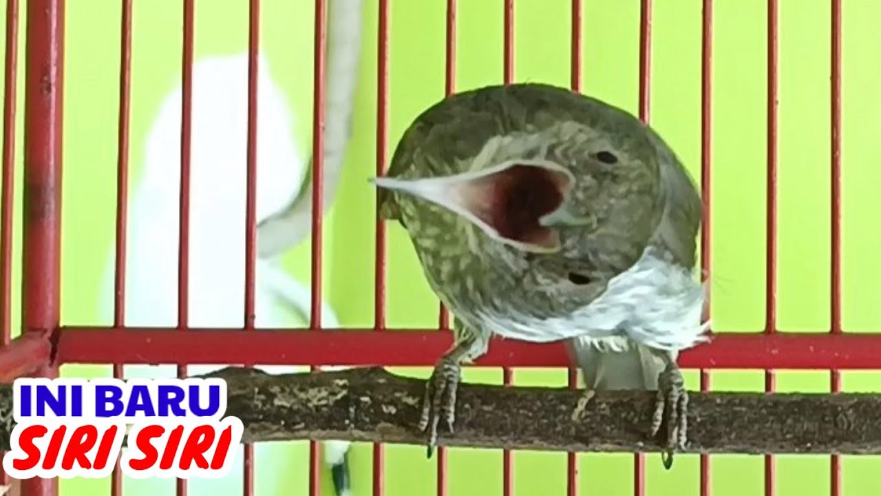 Burung siri siri besar gacor ngebren Muzarab buat pancingan dan ...