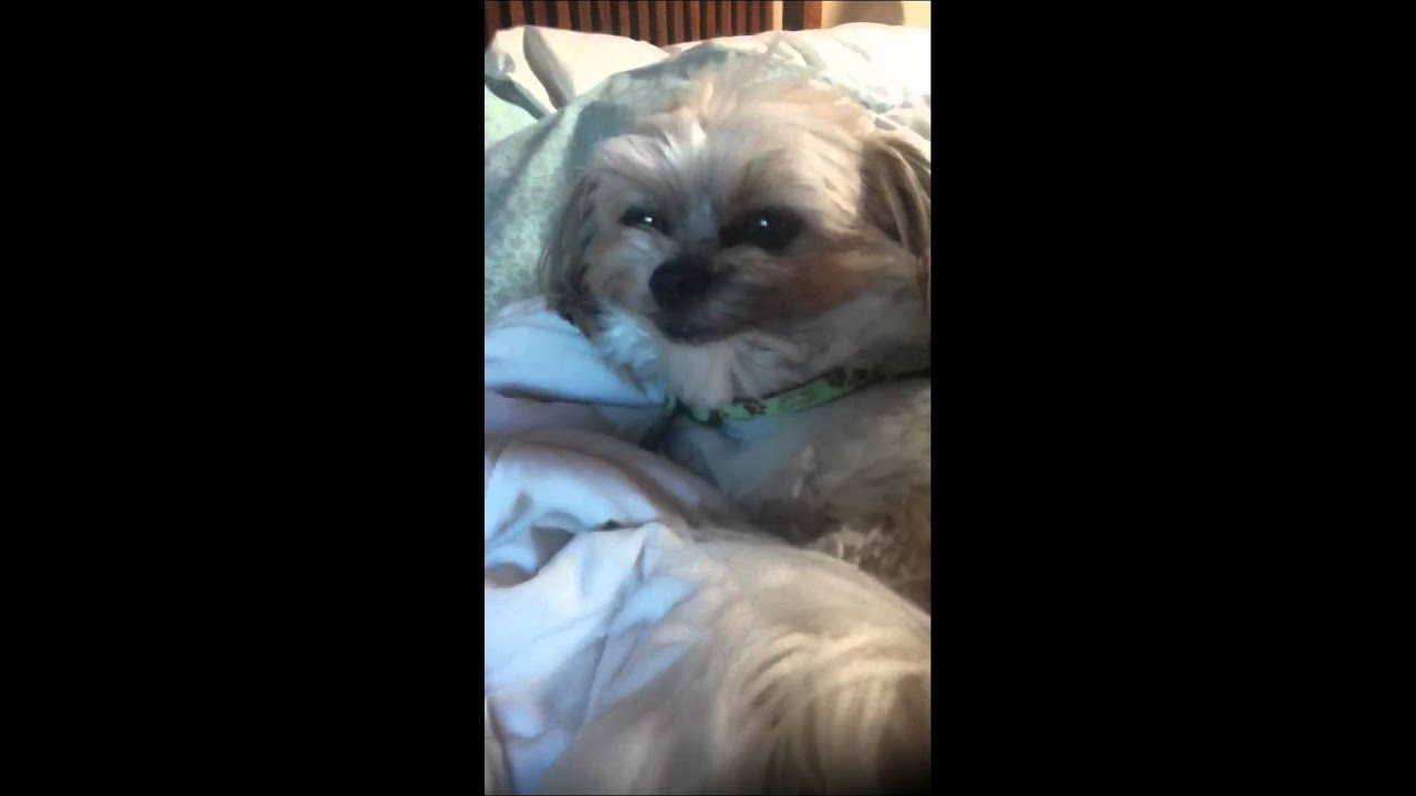 World Record!! Worlds Cutest Dog! - YouTube