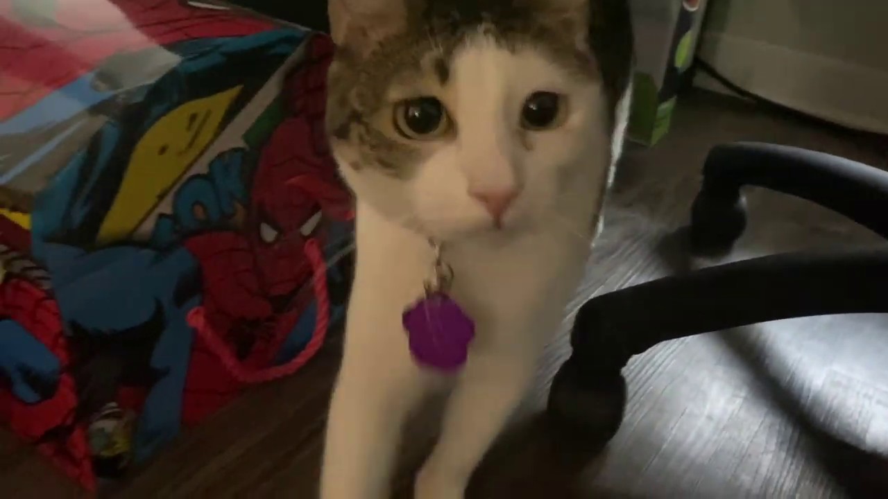 Cat Easter egg hunt - YouTube