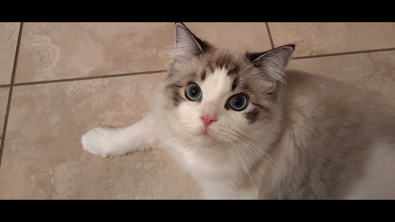 DARCY AND GREGORY 28 SEPTEMBER 2024 - YouTube