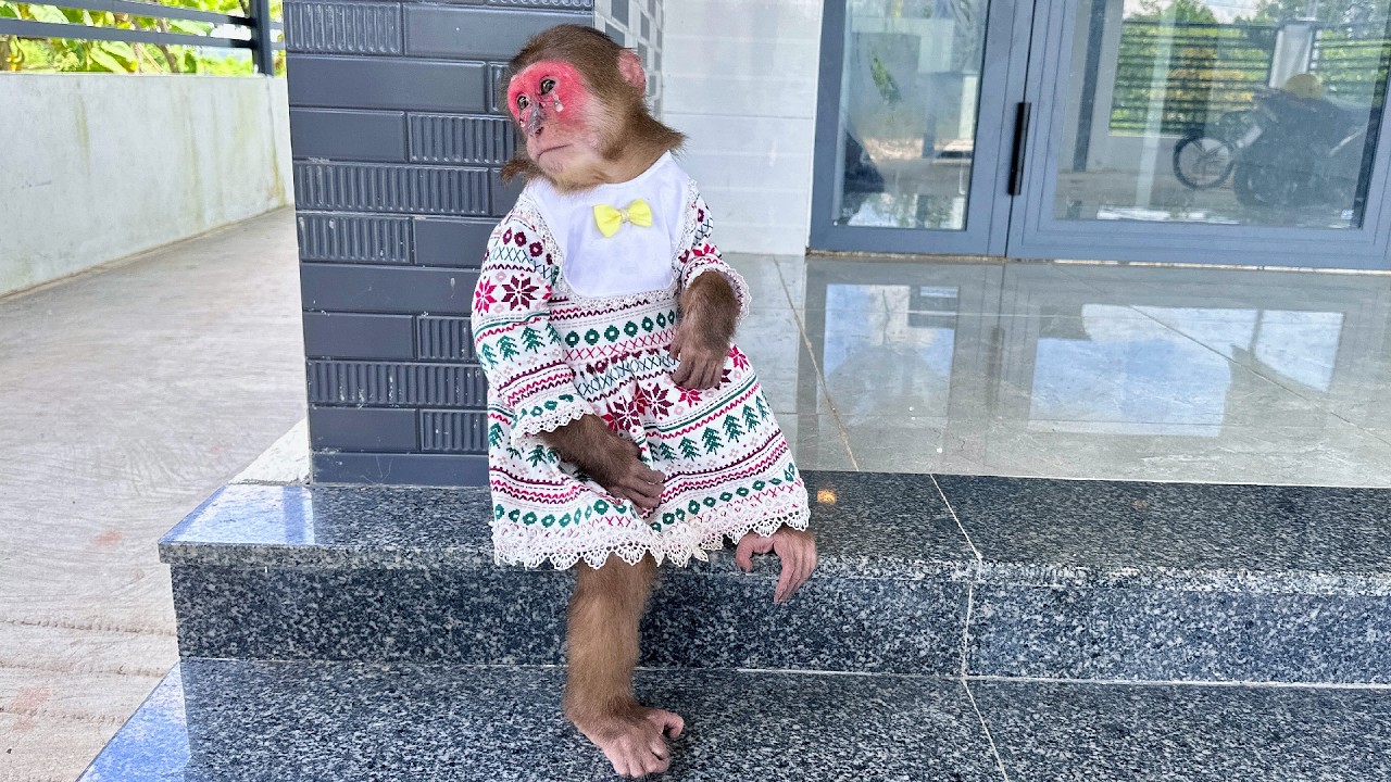 Full video a week full of big changes for monkey Kobi and baby monkey ...