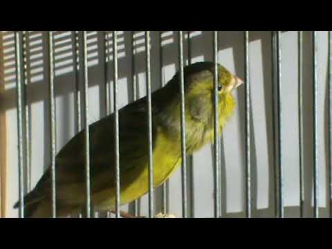 TIMBRADO ESPAÑOL 6 - YouTube