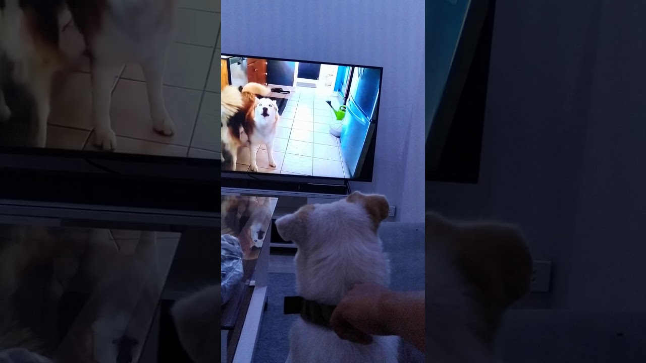 Dog (miggy) watching TV part 1. - YouTube