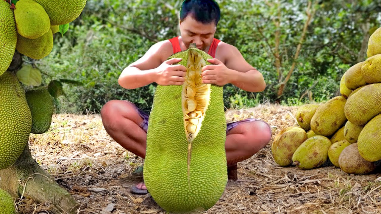 How They Harvest Giant Jackfruits For Street Markets - YouTube