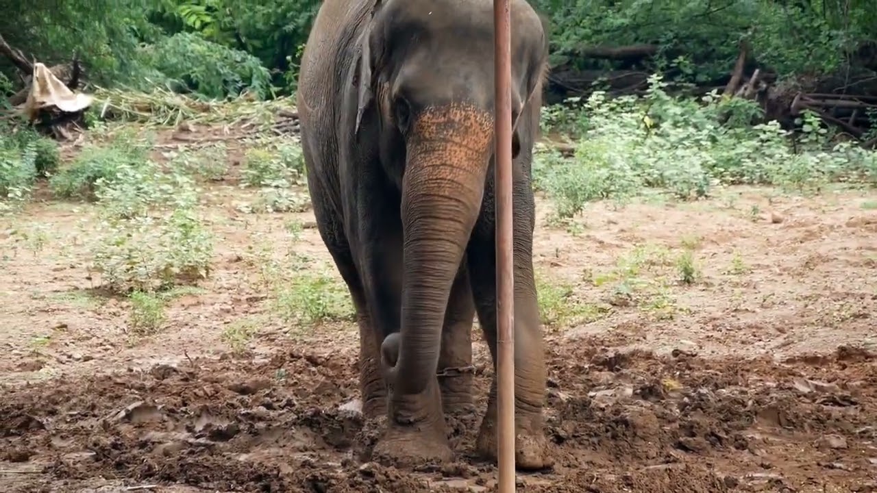 Have you seen Elephant dance? |Elephants|Animal spotting in zoo - YouTube