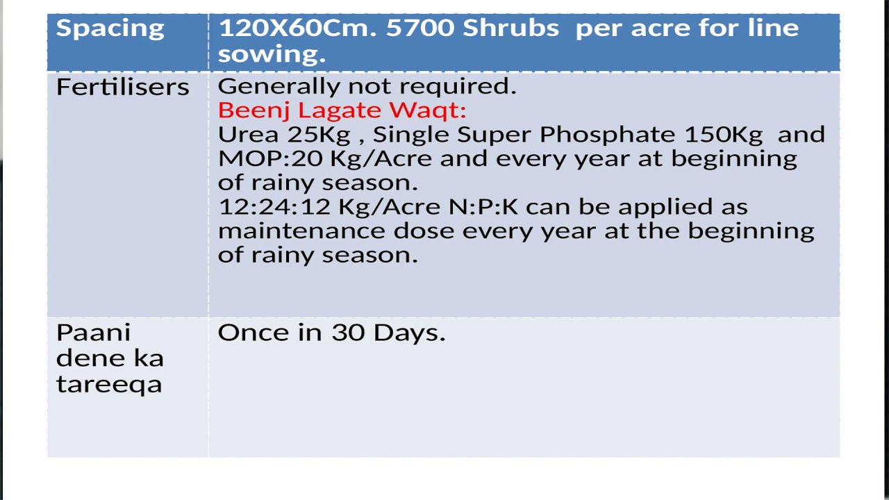 GOAT FARMING-TREE FODDER -SESBANIA GRANDIFLORA ( AVISA )- PART-26 - YouTube