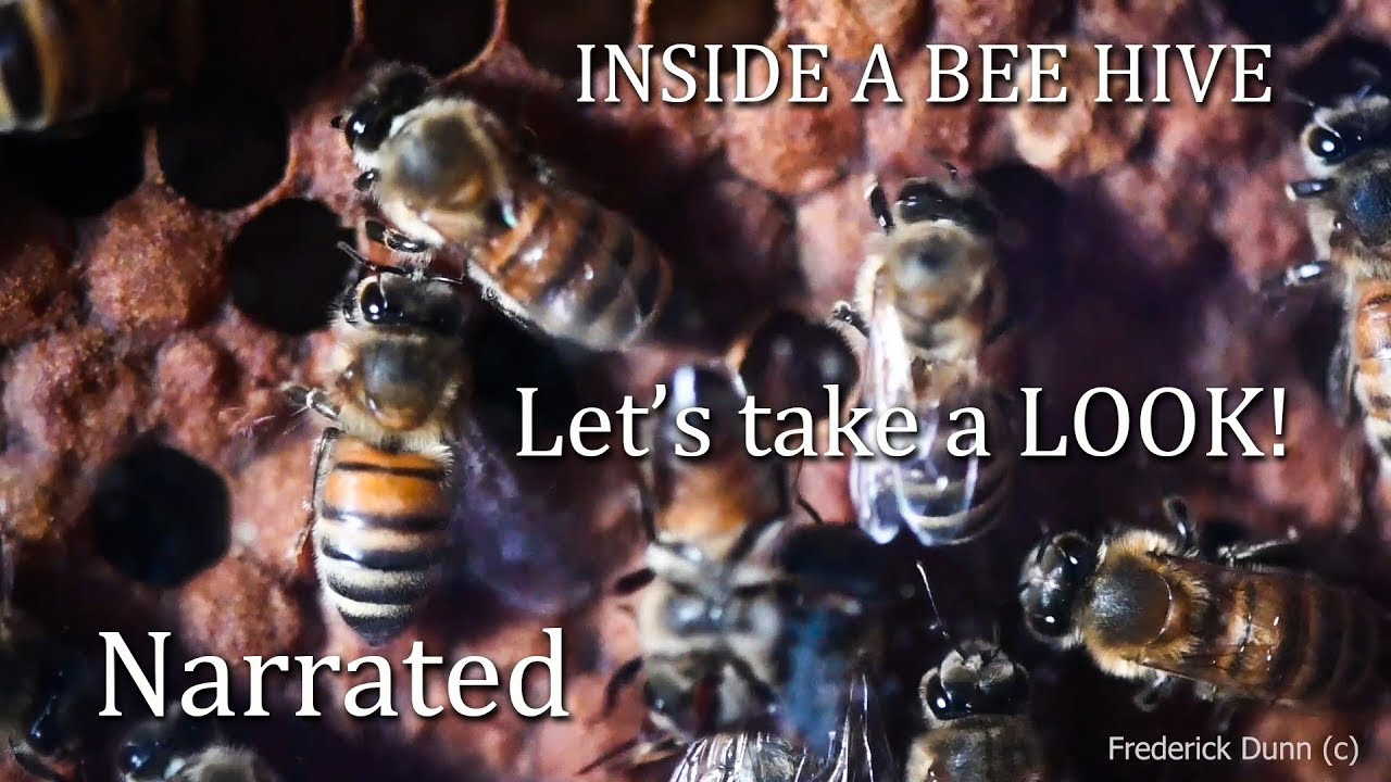Beginner Beekeeping Observation Hive TEST ANSWERS what goes on inside a ...