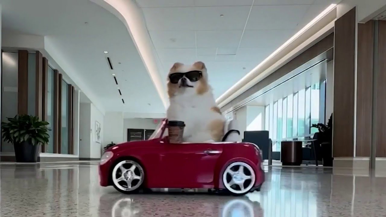 “Koda the Fluff”: Therapy dog turned viral sensation puts smiles on ...