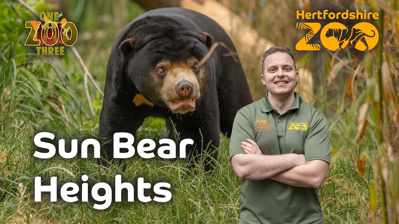 Sun Bear Heights! | One Zoo Three - YouTube