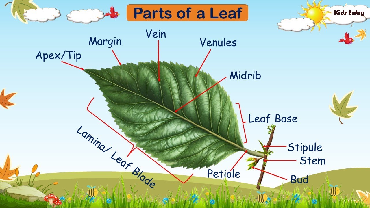 Parts of a Leaf | Leaf | Plant Leaf | Leaf Part | Leaf Parts for Kids ...
