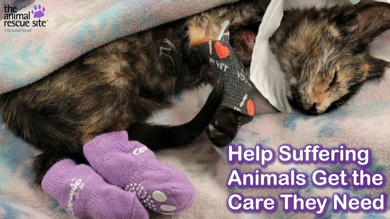 Help Suffering Animals Get the Care They Need - YouTube