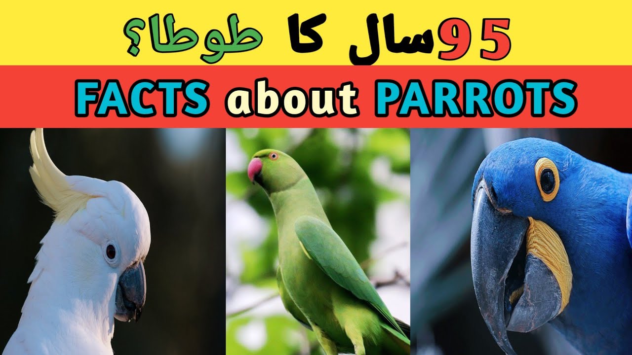 facts about parrots 🦜|| parrot facts|| top 10 amazing facts about ...