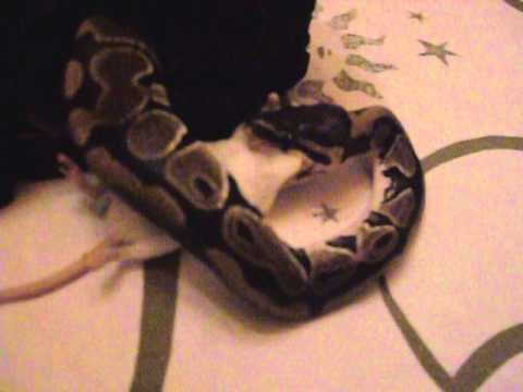 Python regius femelle de 7mois - repas souris blanche - YouTube