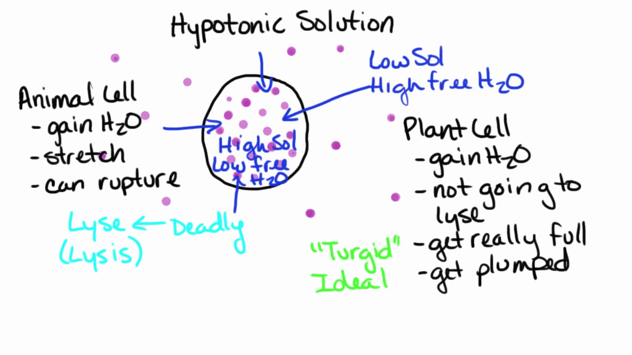 5 Tonicity Animal Cells vs Plant Cells - YouTube