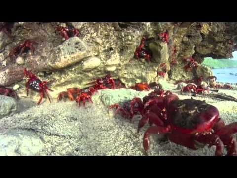 Christmas Island Crab Spawning 2010 GoPro - YouTube