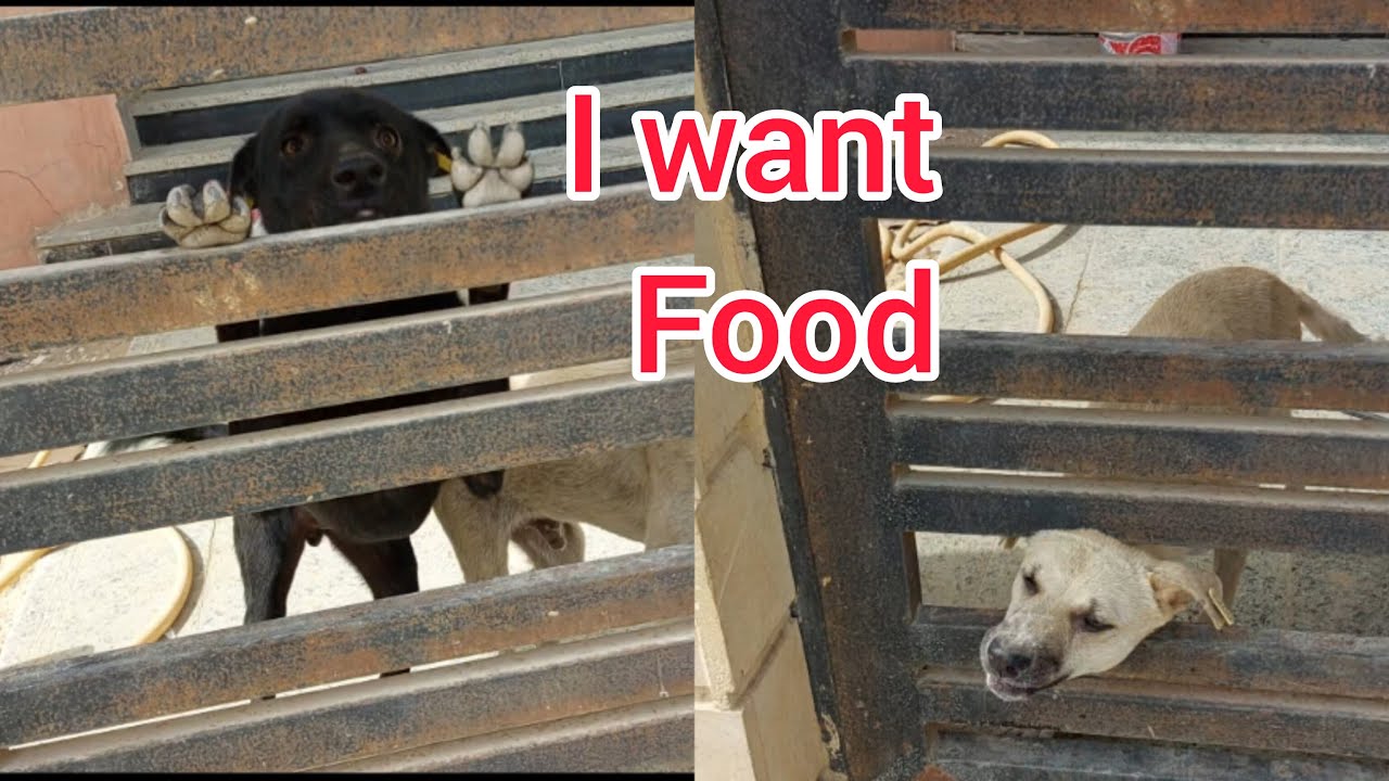 Watch Helping the Poor Dog and the Little Puppies in street - YouTube