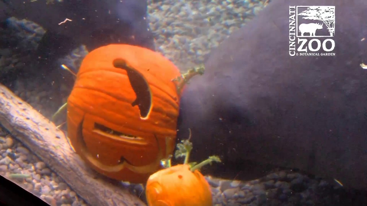 Manatees Having Some Pumpkin Fun - Cincinnati Zoo - YouTube