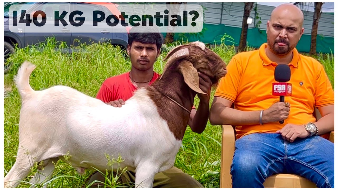 Dilbar - African Boer Goat With 140 KG Potential at Yateen’s Agro ...