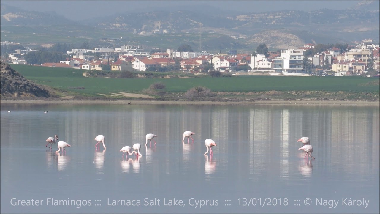 Greater Flamingos (Larnaca Salt Lake, Cyprus) - YouTube