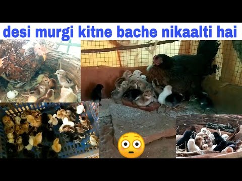 desi murgiya kitne bache nikale hai dekhiye | Azmath pasha - YouTube
