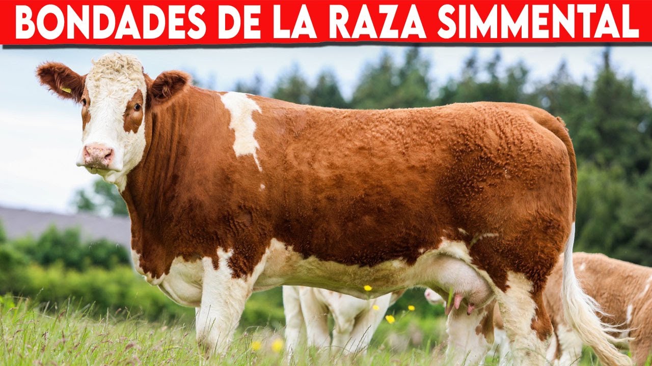 🔴 BONDADES DE LA RAZA SIMMENTAL Vacas Lecheras - YouTube