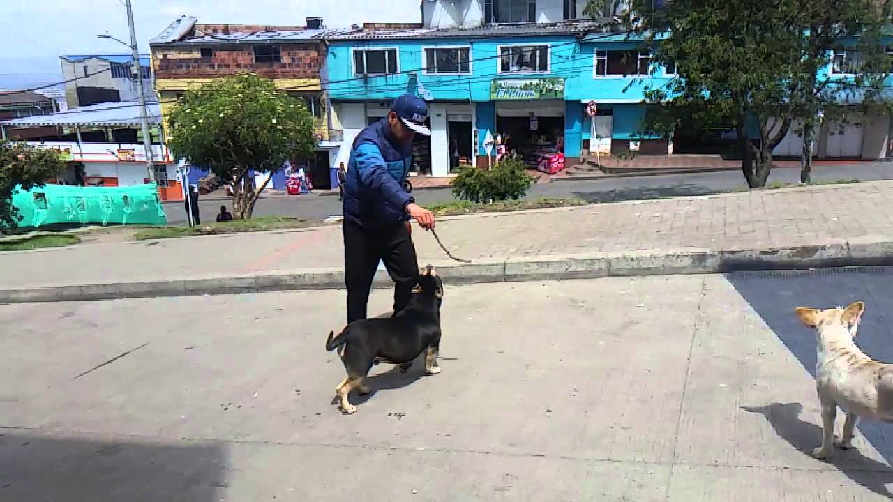 Cachorro american bully dax line X razor edge - YouTube