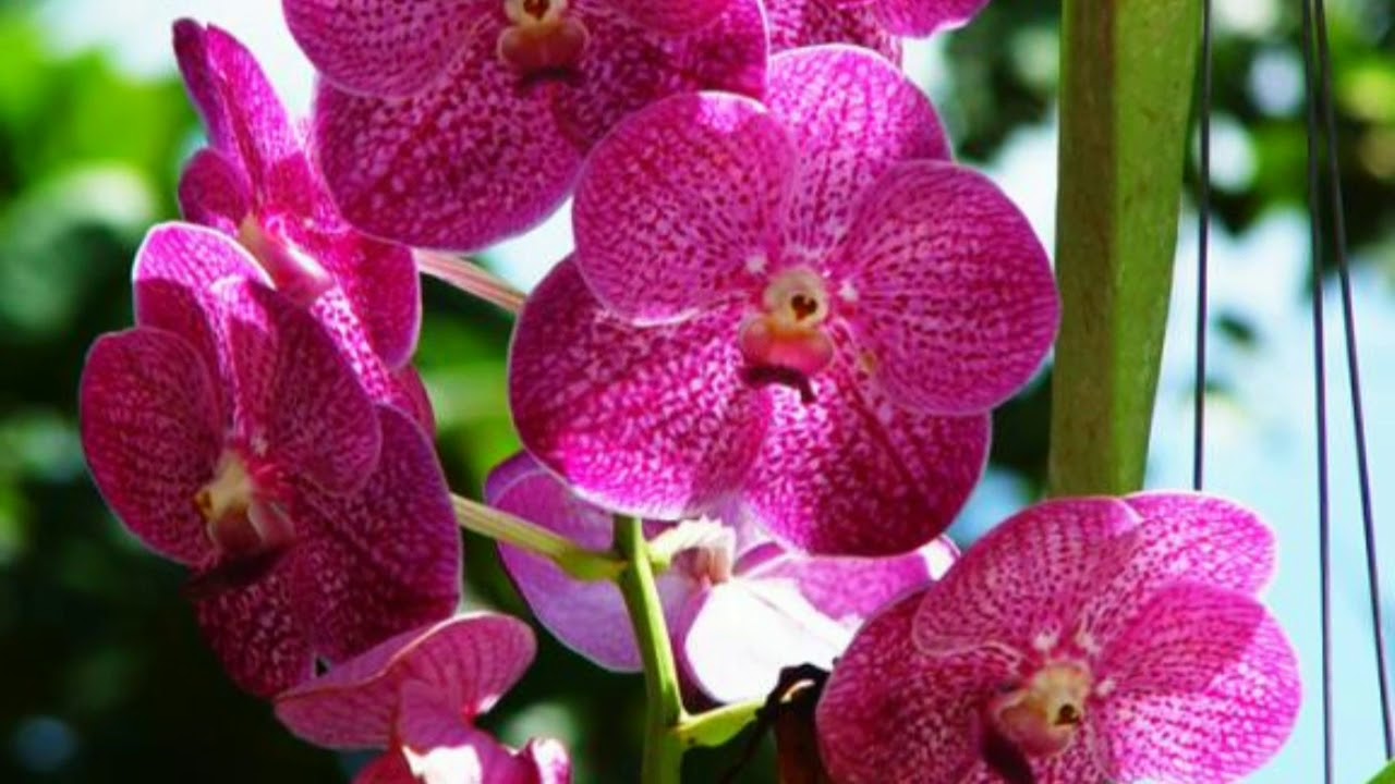 Orquideas - YouTube