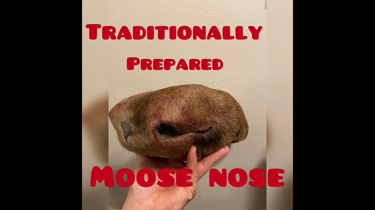 Traditional Tahltan moose nose recipe. 100+ year old recipe - YouTube