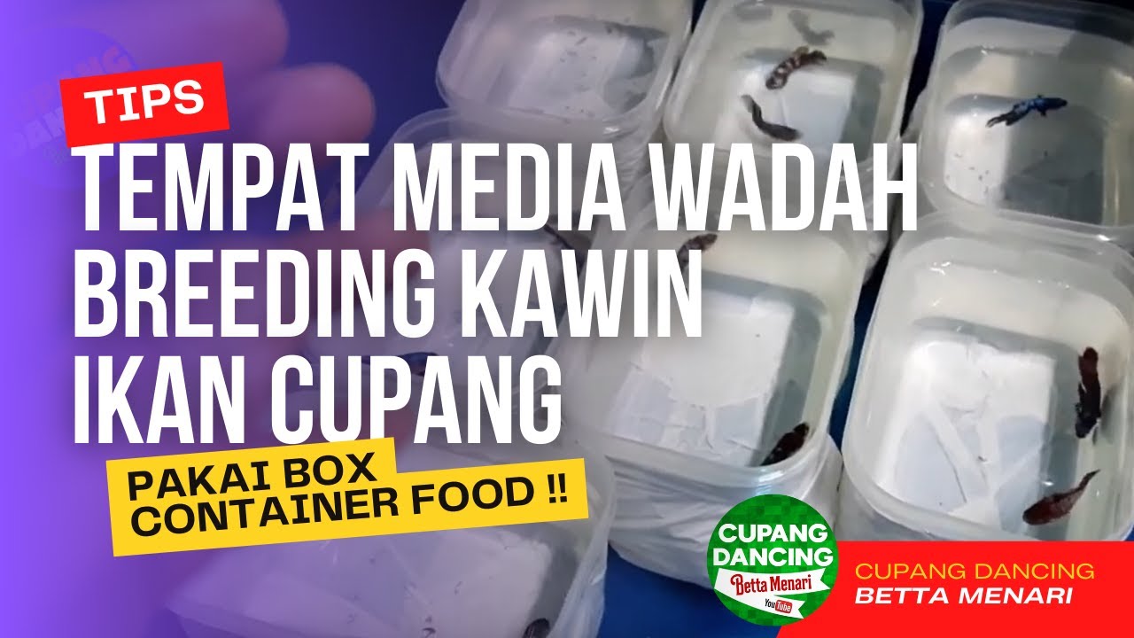 TEMPAT MEDIA WADAH BREEDING KAWIN IKAN CUPANG - Pakai Box Container ...