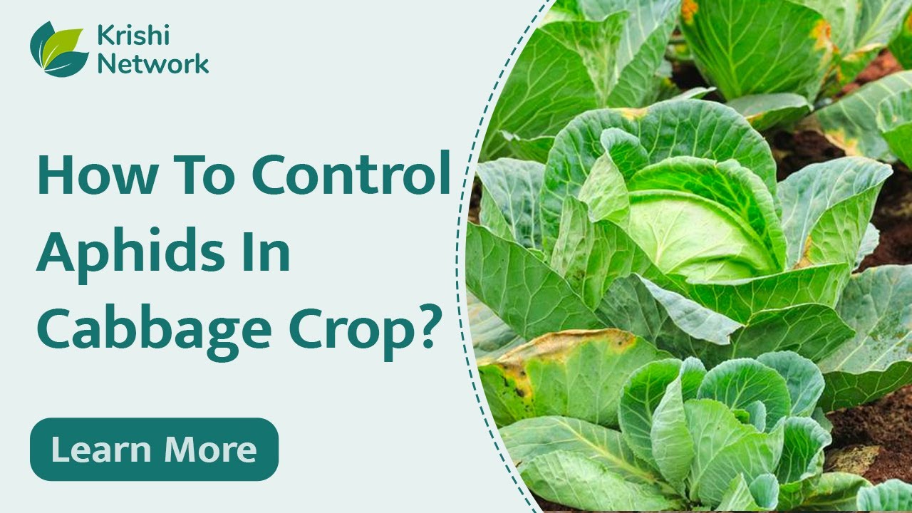 Farmer Q & A : How To Control Aphids In Cabbage Crop? | Aphid Control ...