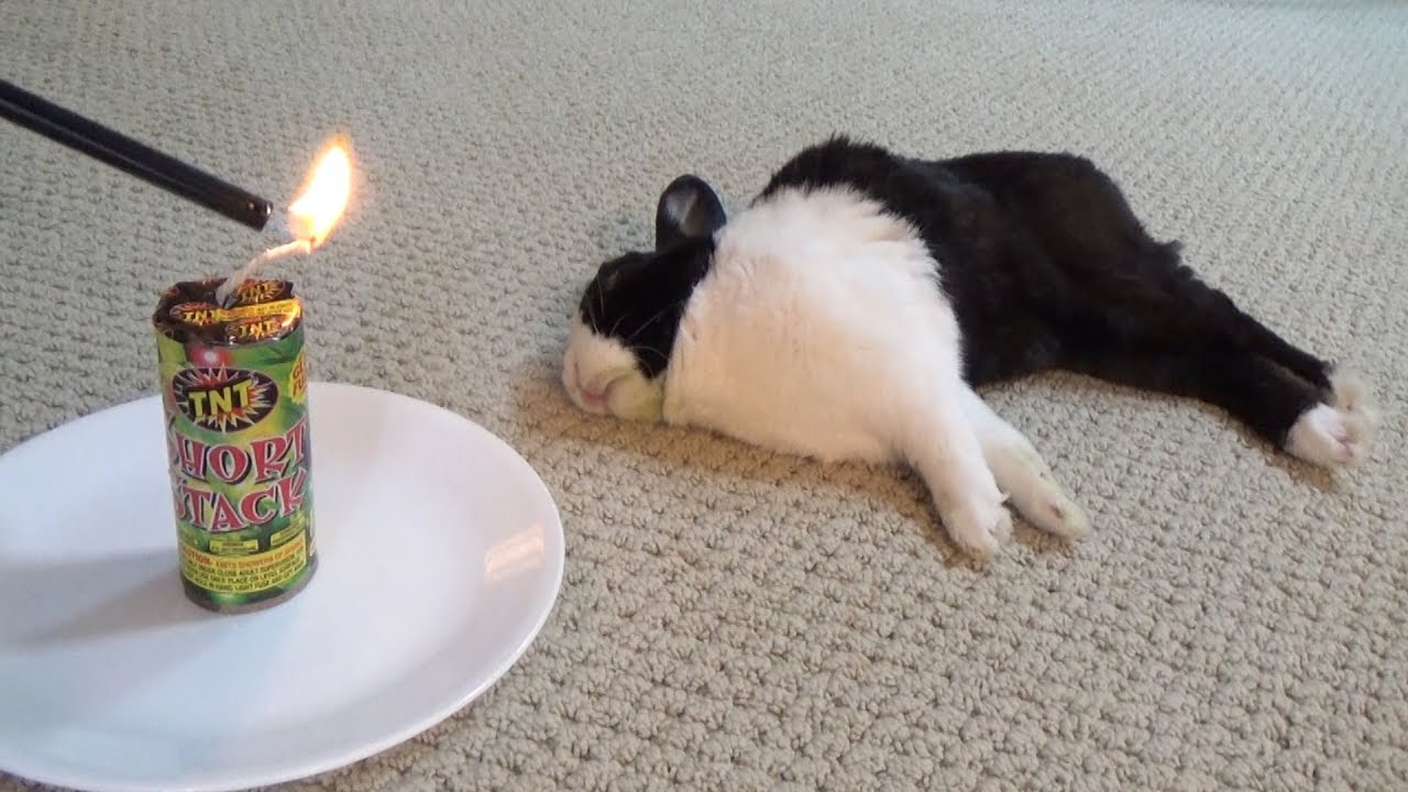 Waking a sleeping rabbit with a firecracker - YouTube