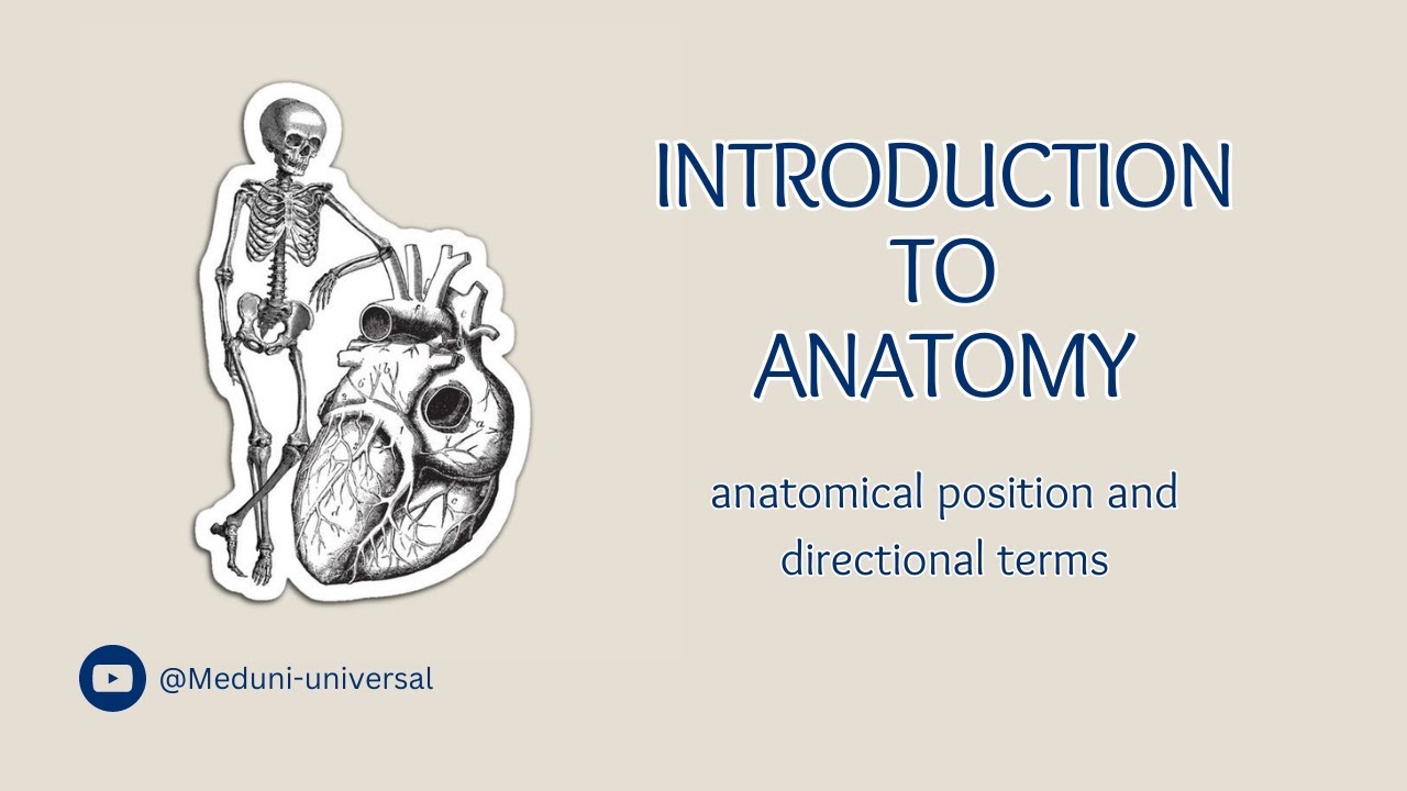 Introduction to Anatomy, Anatomical Position and Directional Terms ...