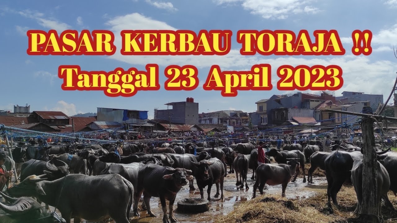 Pasar Kerbau Toraja !! Tanggal 23 April 2023 - YouTube