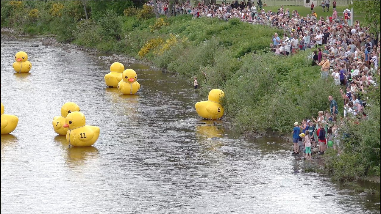 2024 Ballater Duck race with giant inflatable ducks along the river Dee ...
