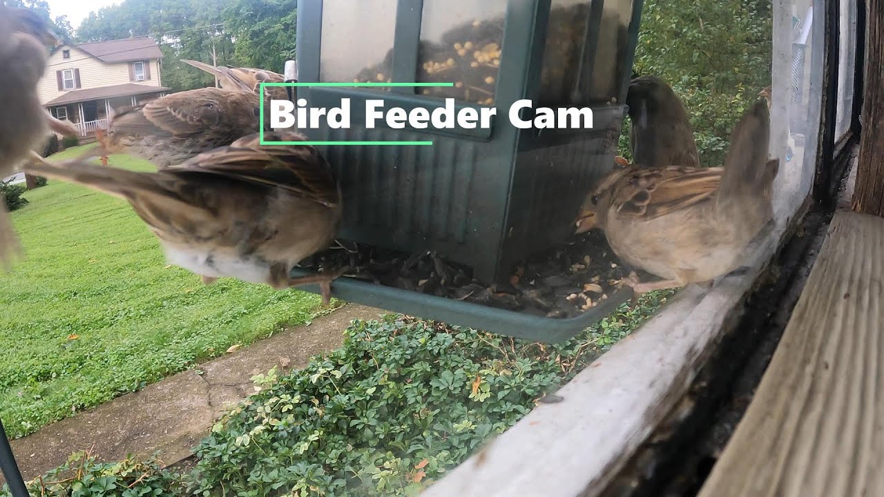 A Few Bird Feeder Cam Clips - YouTube
