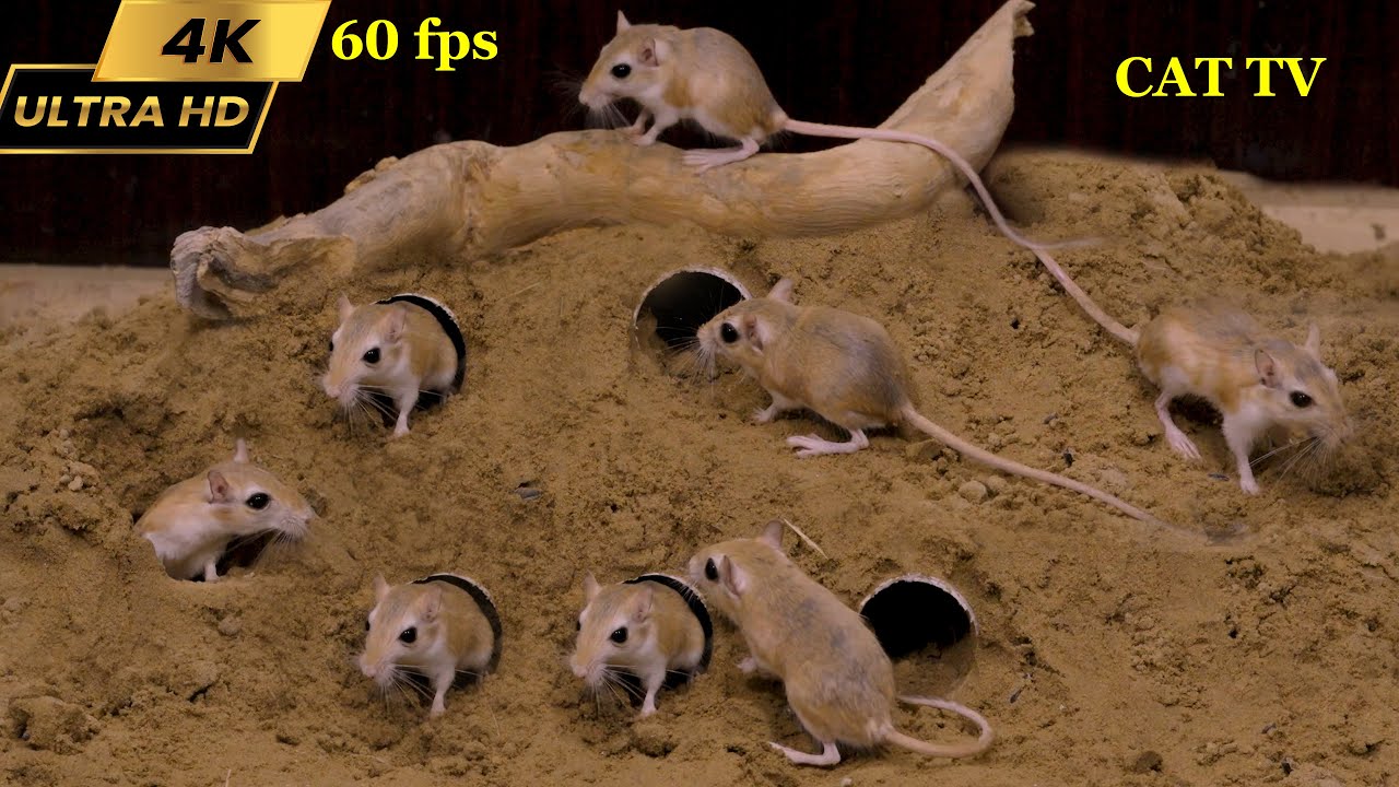 🐭 8 Hour Cat TV Mouse Show | Mice Digging Burrows, Squeaking & Playing ...