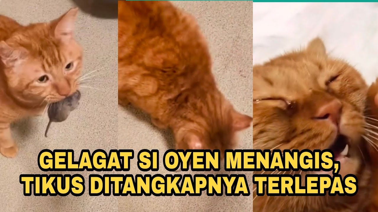 GELAGAT SI OYEN MENANGIS, TIKUS DITANGKAPNYA TERLEPAS - YouTube