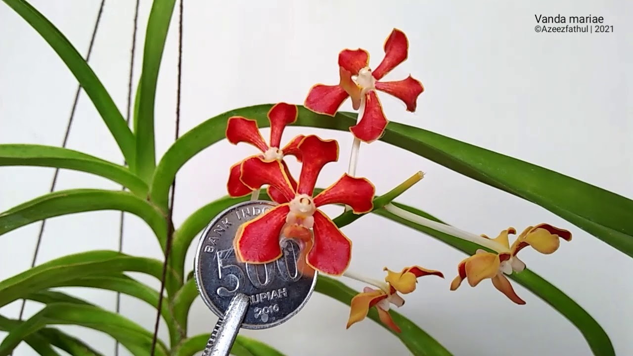 MyOrchid - Vanda mariae - YouTube