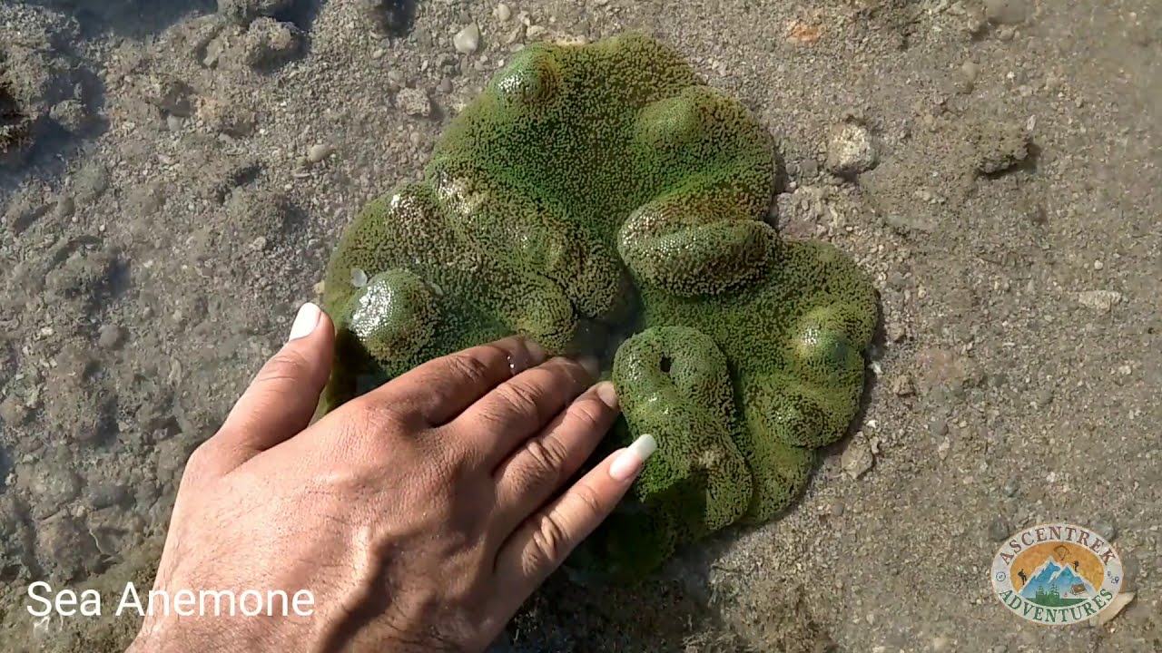 Narara Island - Marine National Park - YouTube