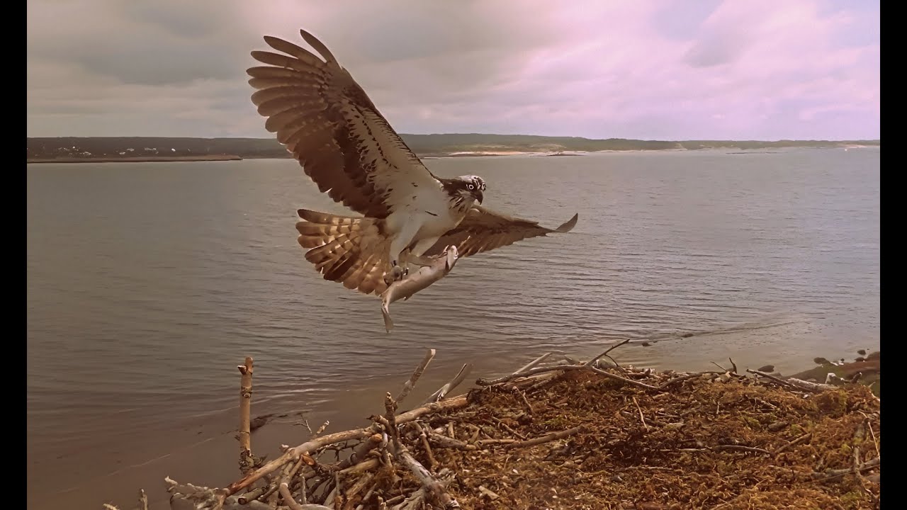 Fru Rauer delivers a big trout to Runi July 30 - 2025 #fiskeørn #osprey ...
