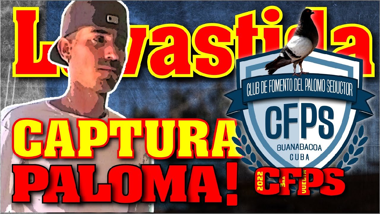 CAPTURA de PALOMA!!. Club de Fomento del Palomo Seductor, Competencia ...