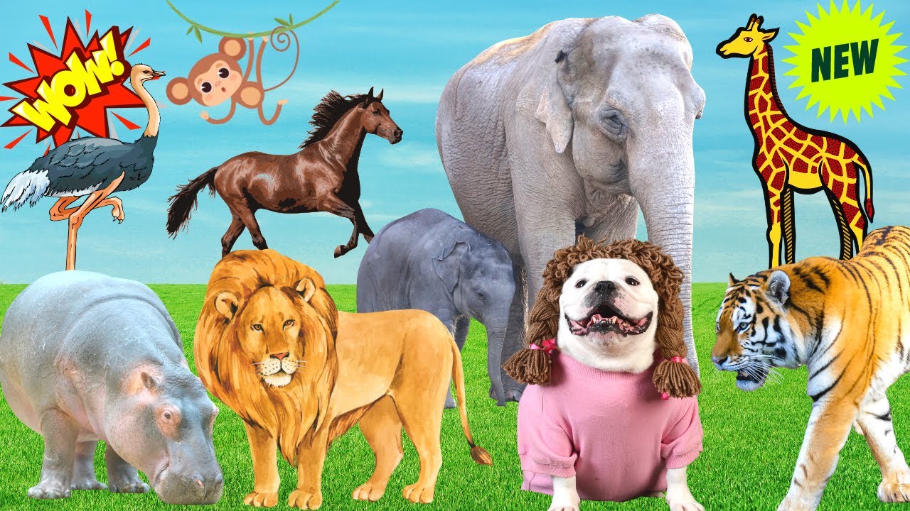 Farm Animal Reactions, Dog, Cat, Cow, Horse, Duck, Chicken, Animal ...