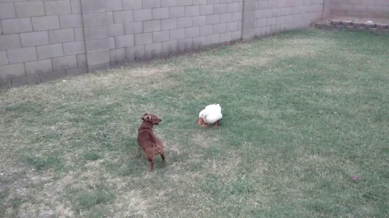 Wiener Dog and Duck are Best Friends - YouTube